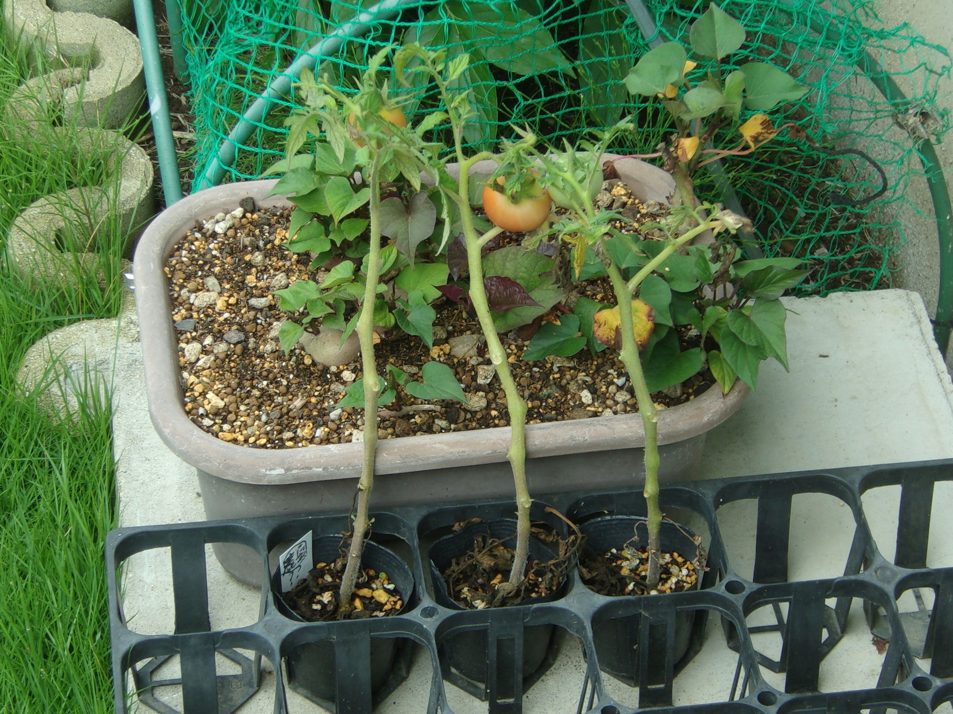 スイカの破裂など: コツをつかんで楽しむ果樹と菜園